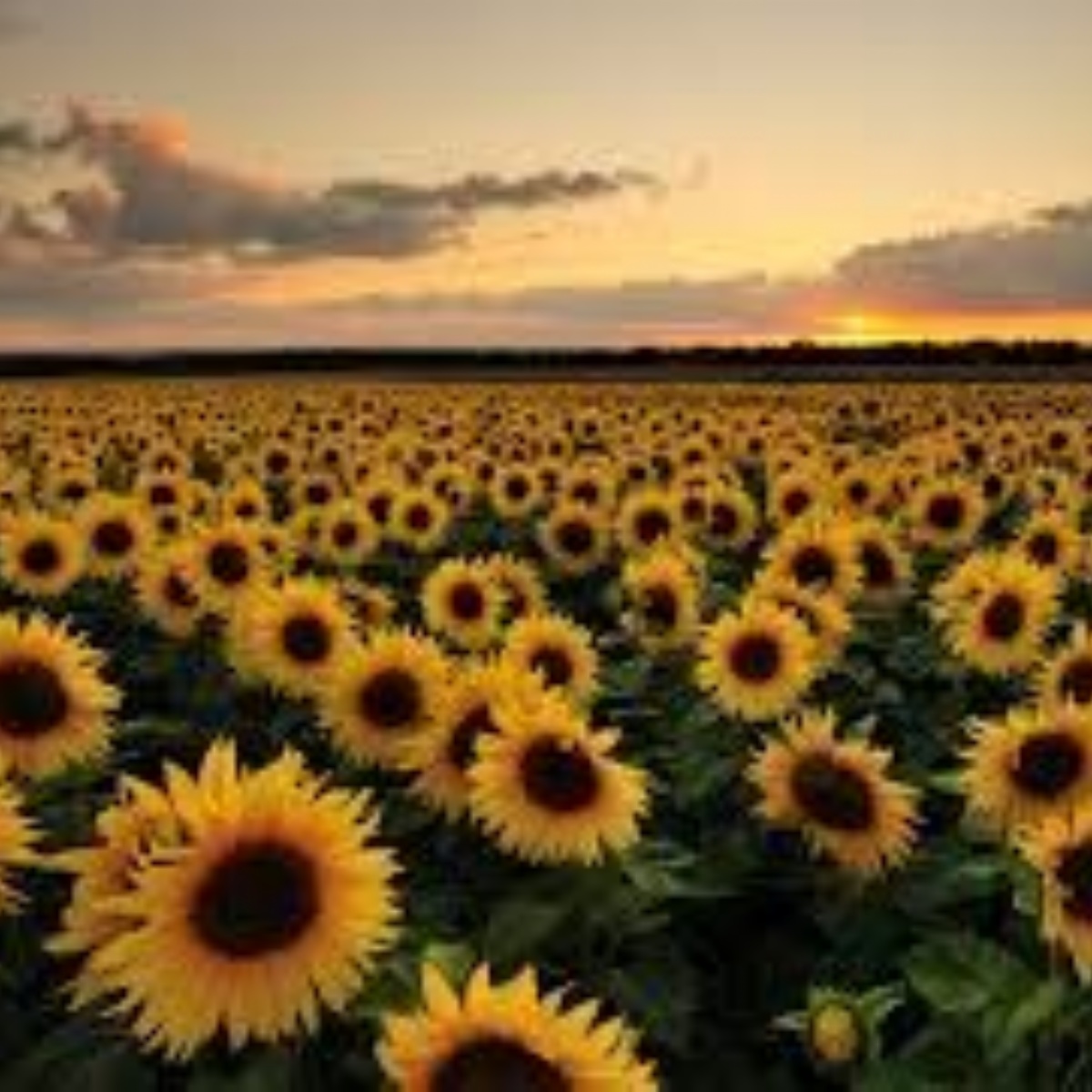 Federation of West Leigh Infant School and Backwell C of E Junior ...